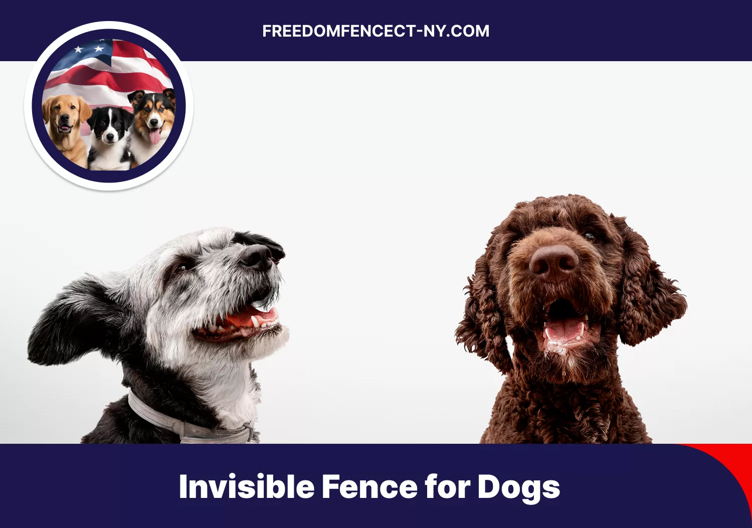 Invisible Fence for Dogs: The Best Solution for Safe Outdoor Play ...