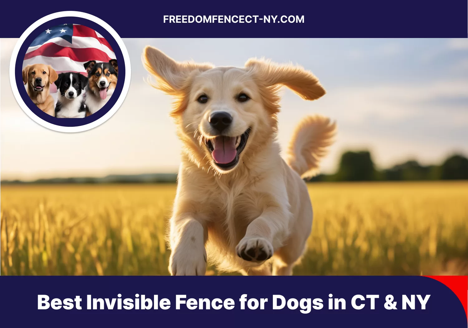Invisible Fence for Dogs in CT NY: A Complete Guide - Freedom Fence