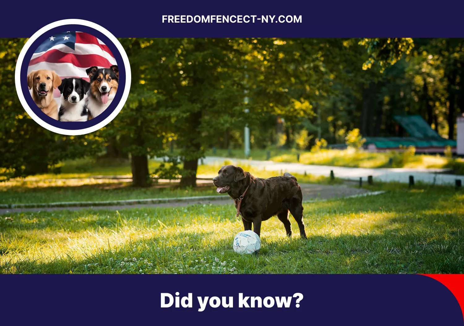 Do Invisible Fences Actually Work for Dogs? Insights from Freedom Fence ...